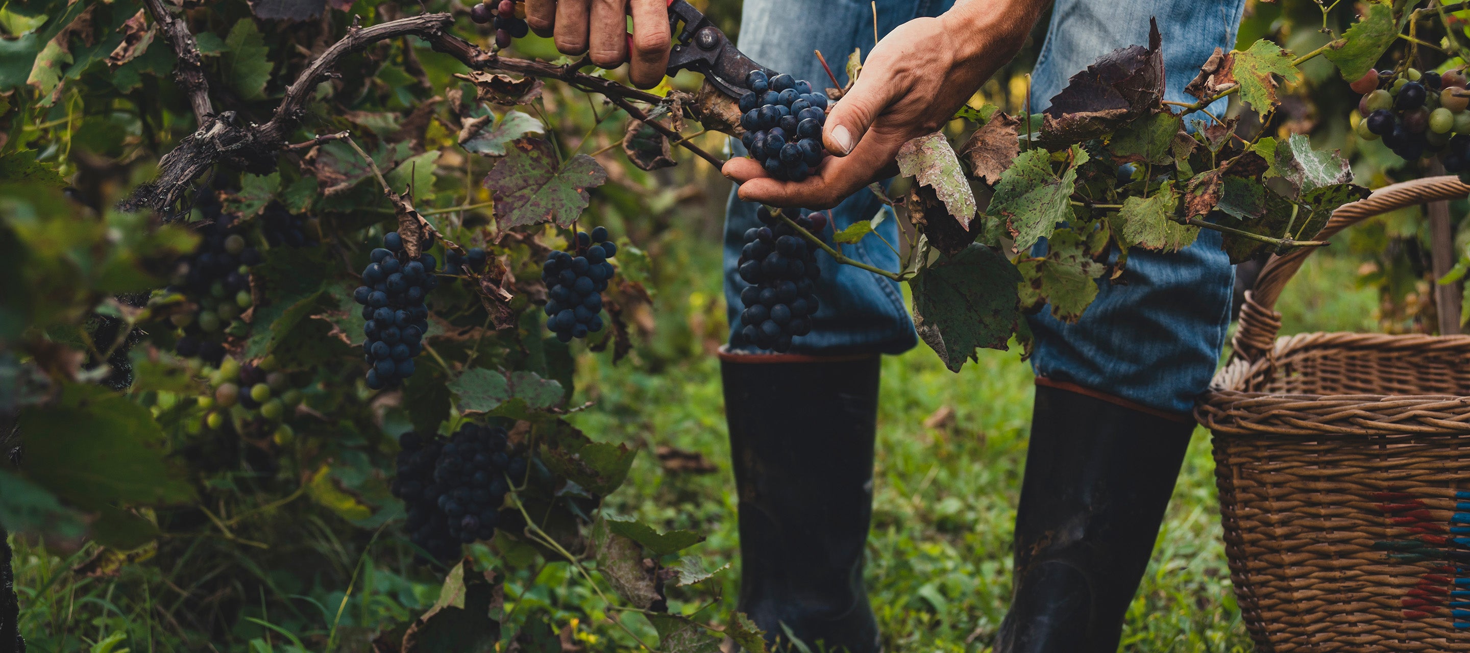 Sovi Wine Co. | NA Wine